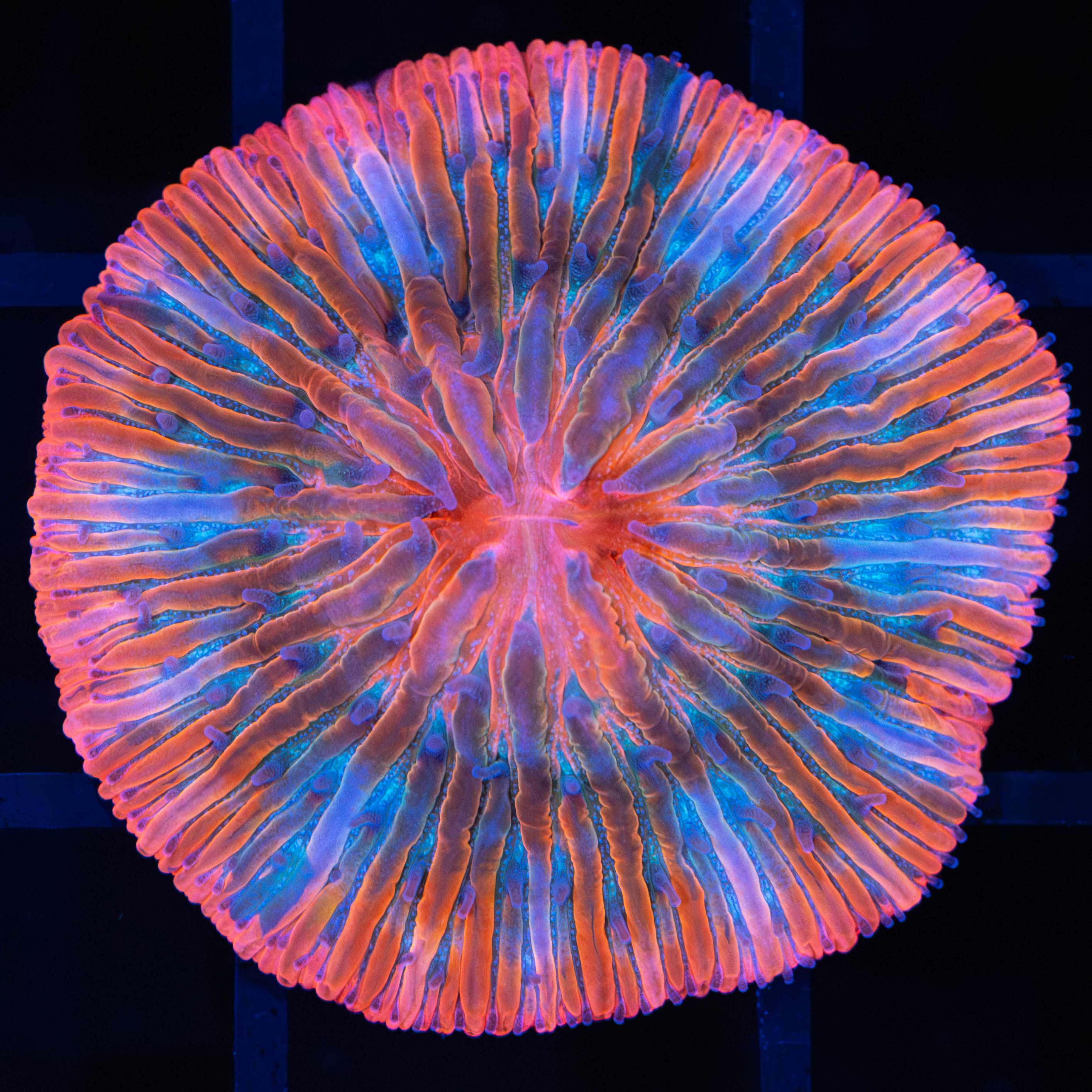 LPS Corals For Sale – Page 5 – Lucky Corals