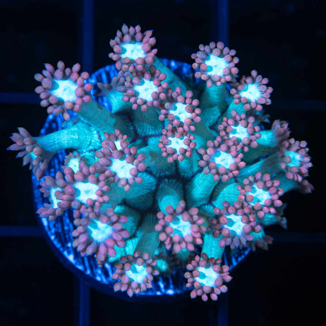 LPS Corals For Sale – Page 4 – Lucky Corals