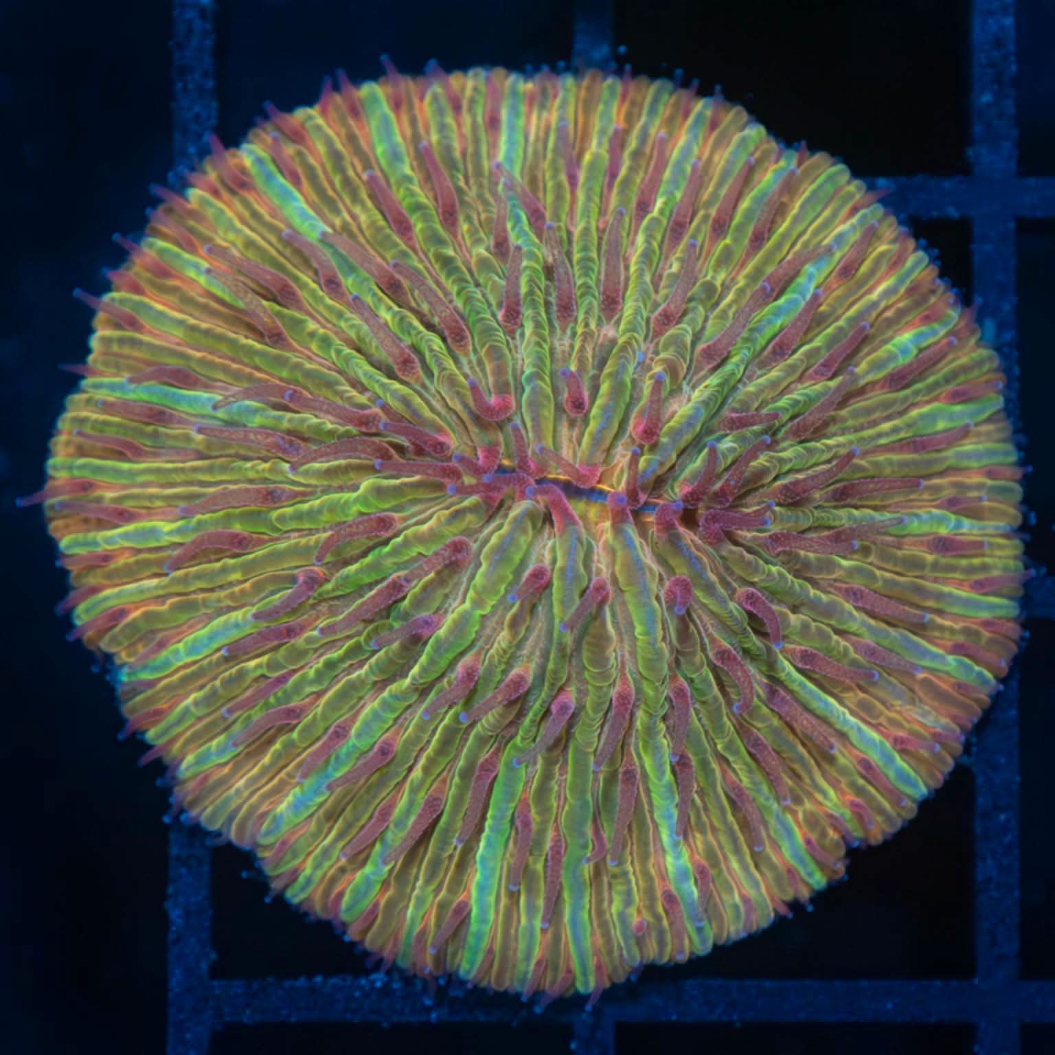 LPS Corals For Sale – Page 5 – Lucky Corals