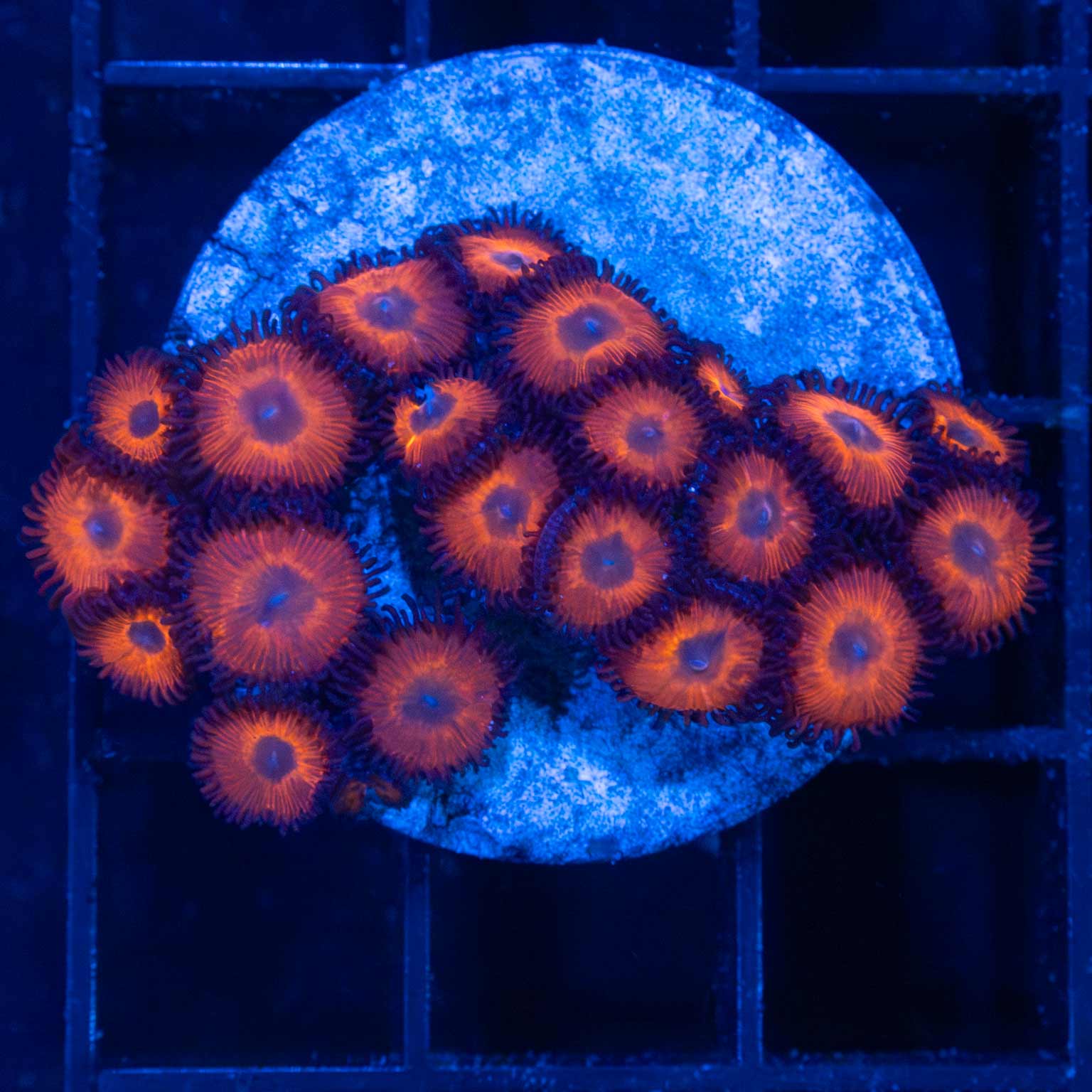 Red Zoa Colony 2" – Lucky Corals