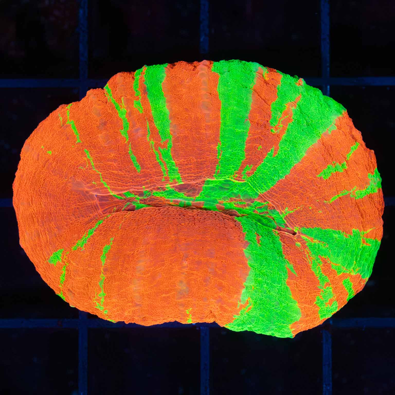 Live Coral for Sale - Shipped Overnight – Page 6 – Lucky Corals