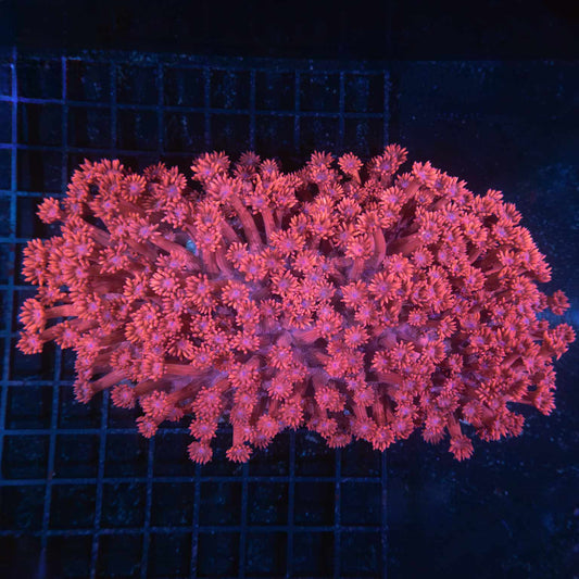 Goni Coral for sale (Goniopora) - Overnight Shipping – Lucky Corals