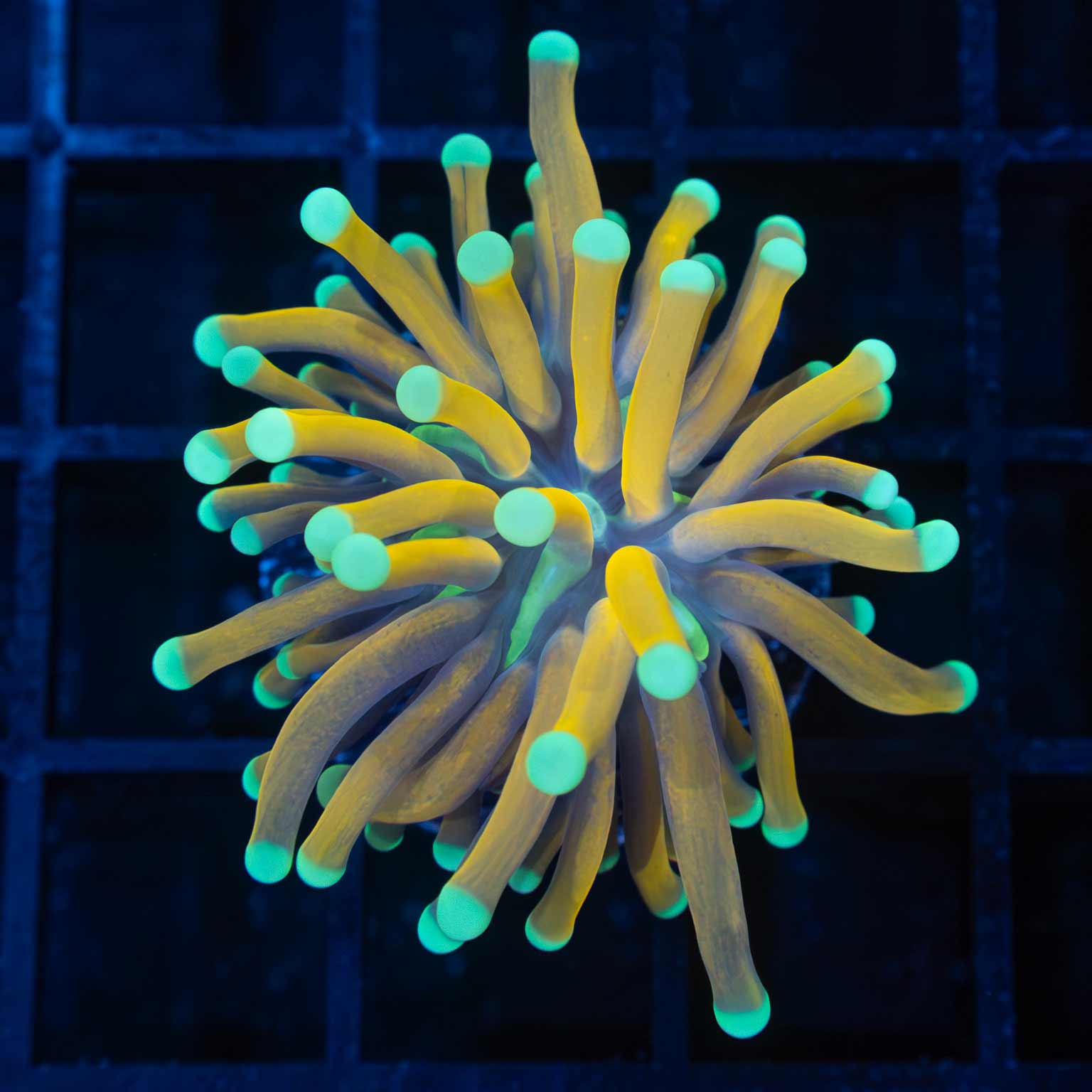 Torch Coral for Sale - Torch corals overnight delivery – Lucky Corals