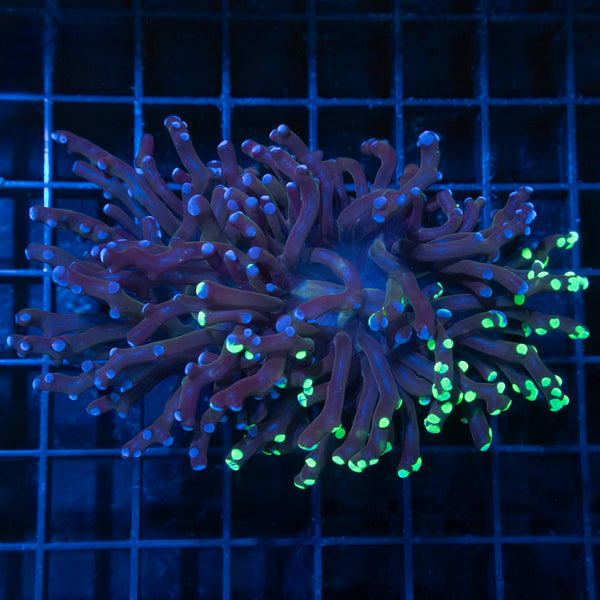 2 Heads Purple Splatter Branching Frogspawn – Lucky Corals