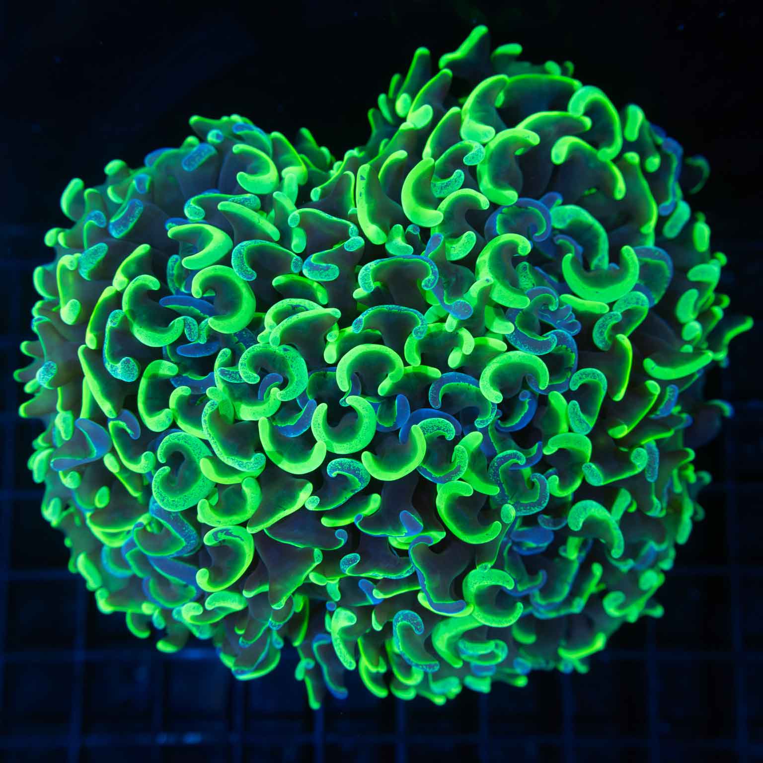 LPS Corals For Sale – Page 2 – Lucky Corals