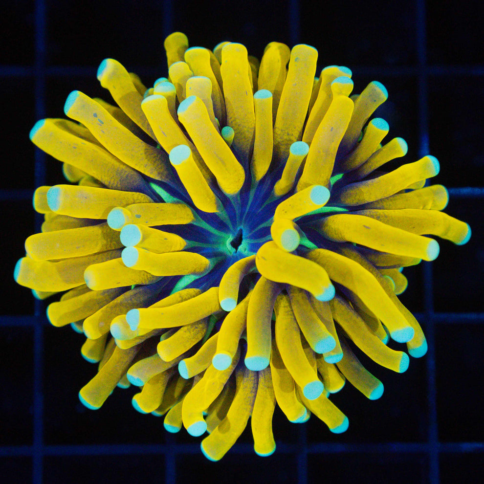 Ultra Sun God Torch Coral (Bright!) – Lucky Corals