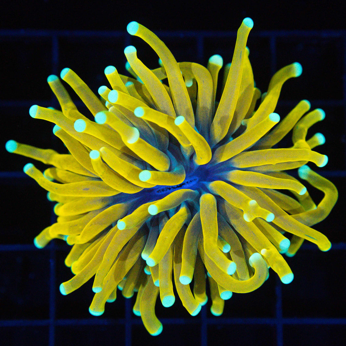 Ultra Sun God Torch Coral (Bright!) – Lucky Corals