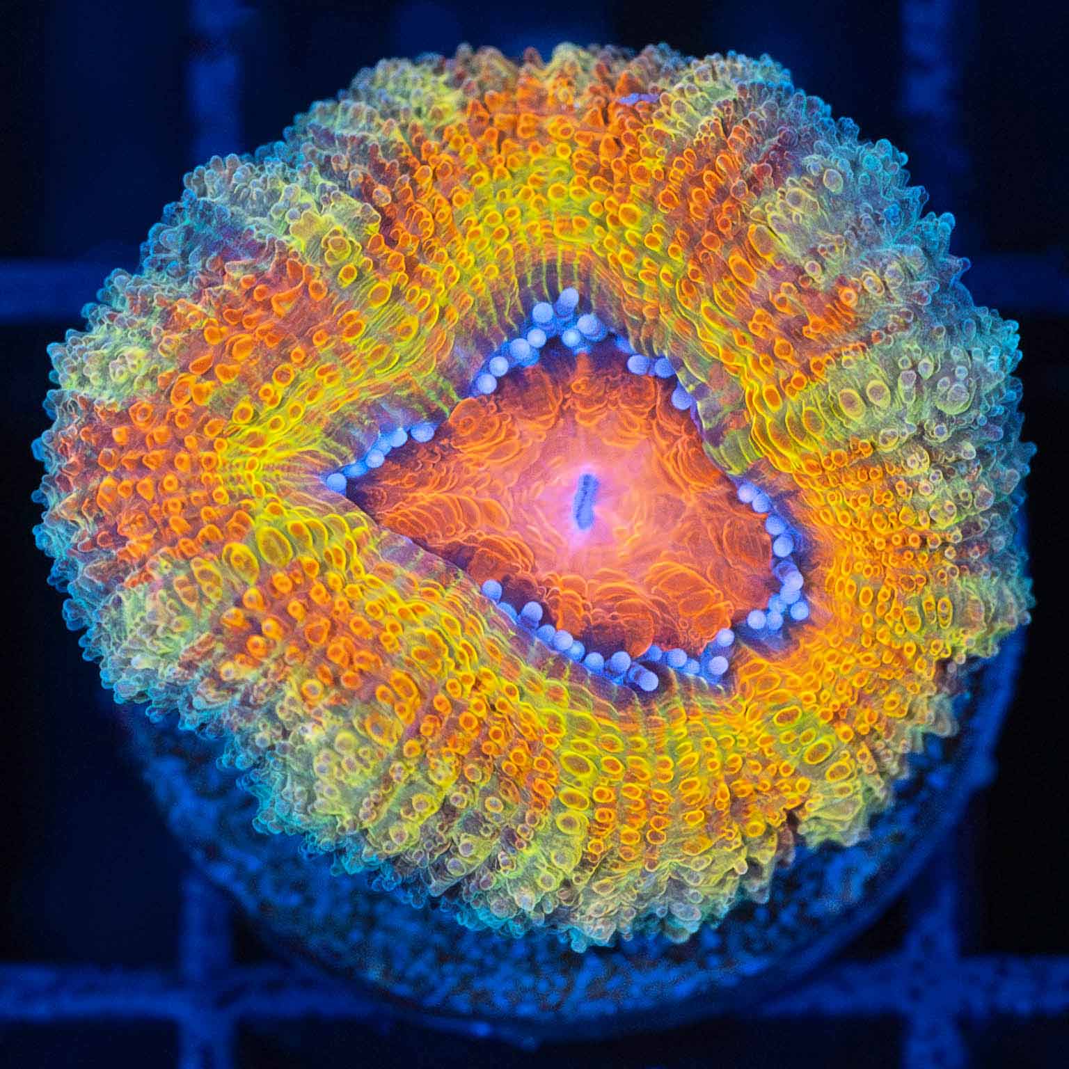 LPS Corals For Sale – Page 2 – Lucky Corals
