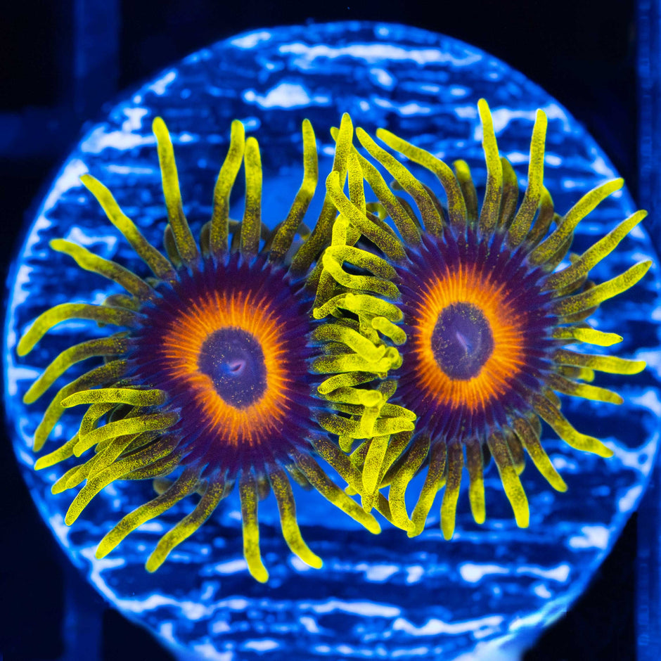 Zoa Corals For Sale - Overnight Shipping – Lucky Corals