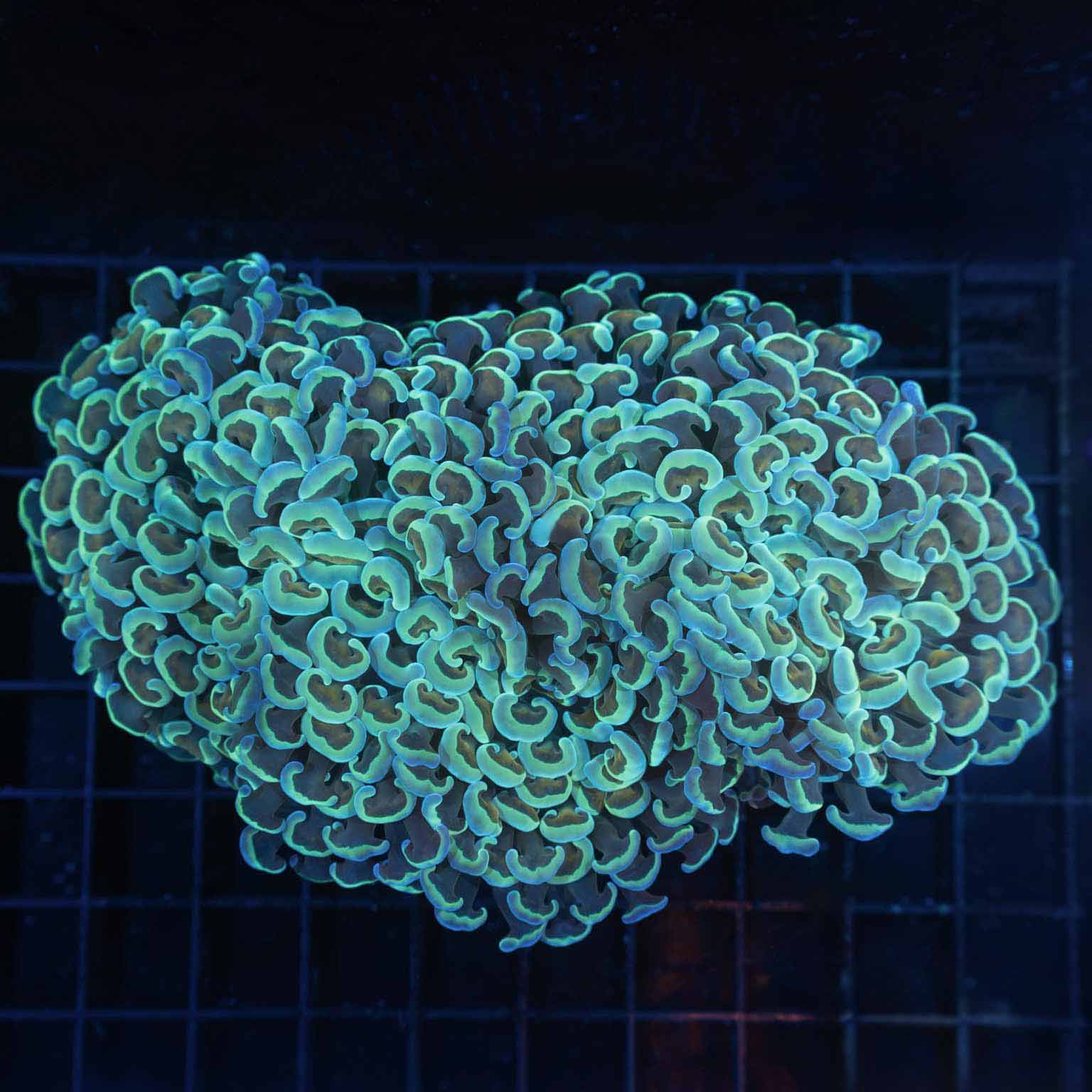 LPS Corals For Sale – Page 5 – Lucky Corals