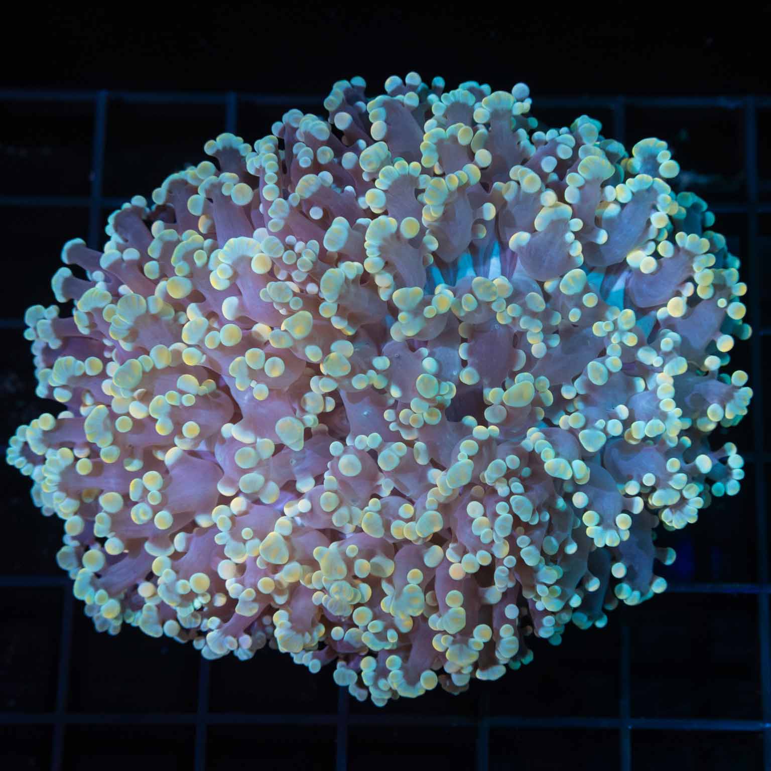 LPS Corals For Sale – Page 4 – Lucky Corals