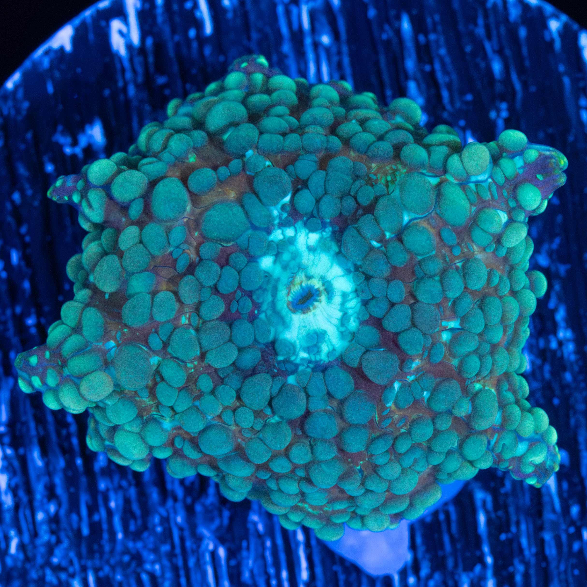 Teal Bumpy Mushroom Coral – Lucky Corals