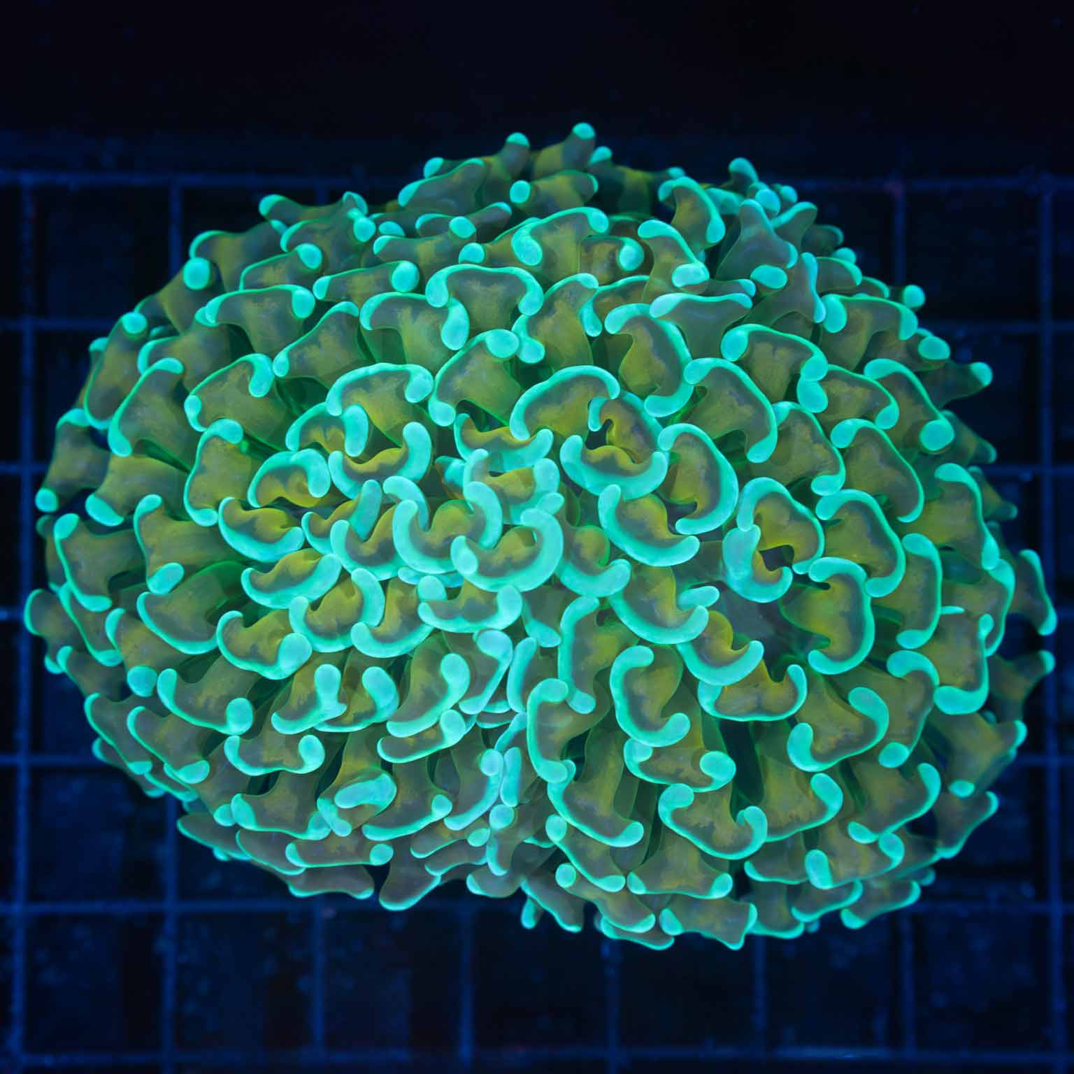 LPS Corals For Sale – Page 5 – Lucky Corals