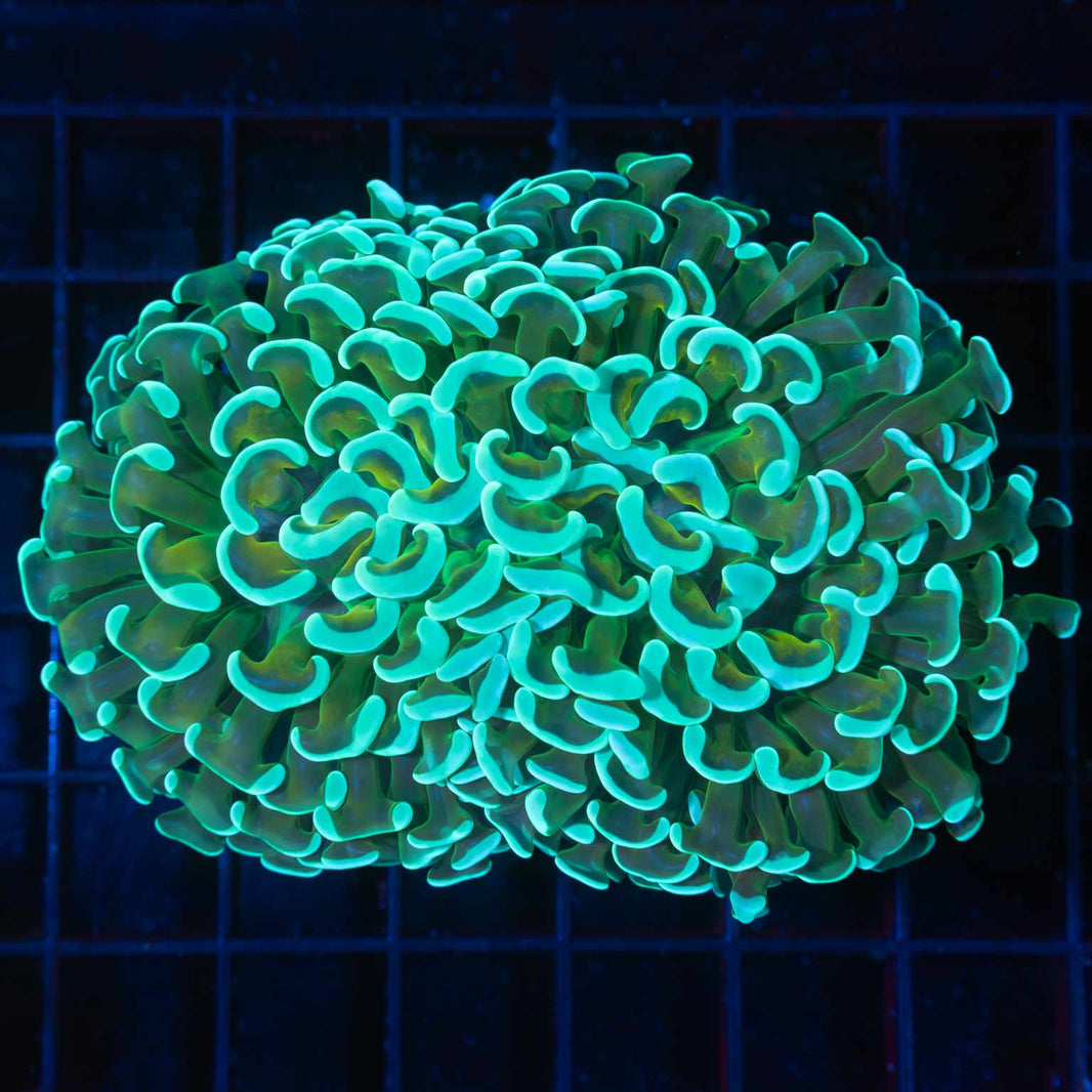 LPS Corals For Sale – Page 5 – Lucky Corals