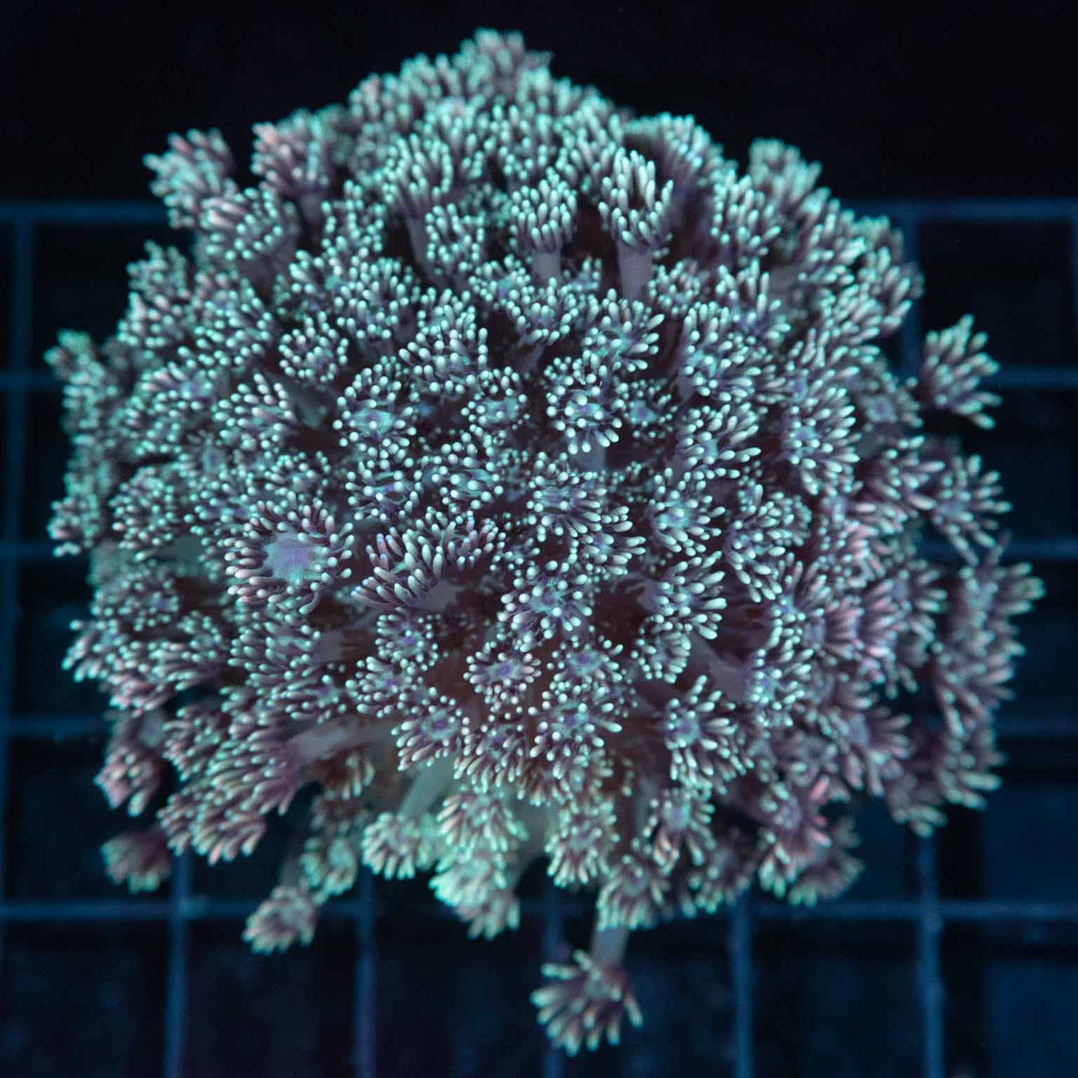 LPS Corals For Sale – Page 5 – Lucky Corals
