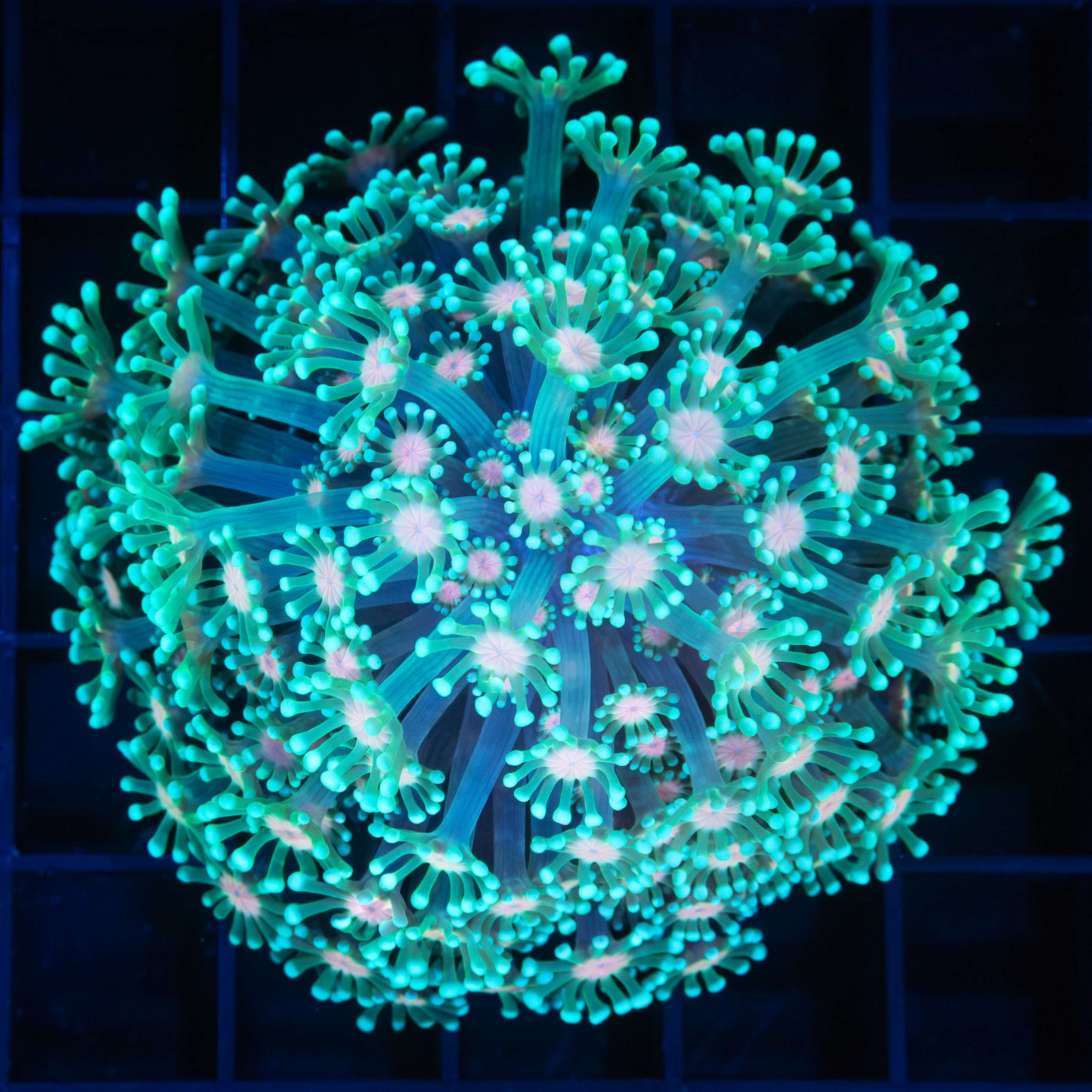 Teal and Pink Alveopora Colony – Lucky Corals