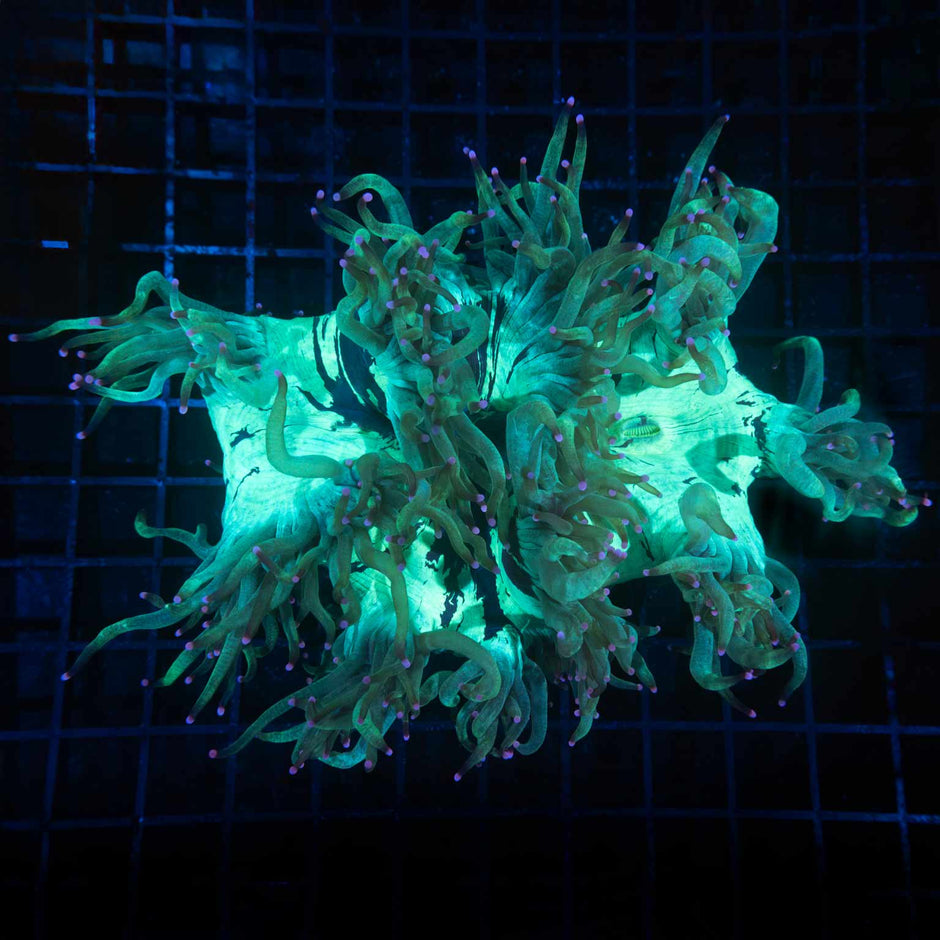 LPS Corals For Sale – Page 2 – Lucky Corals