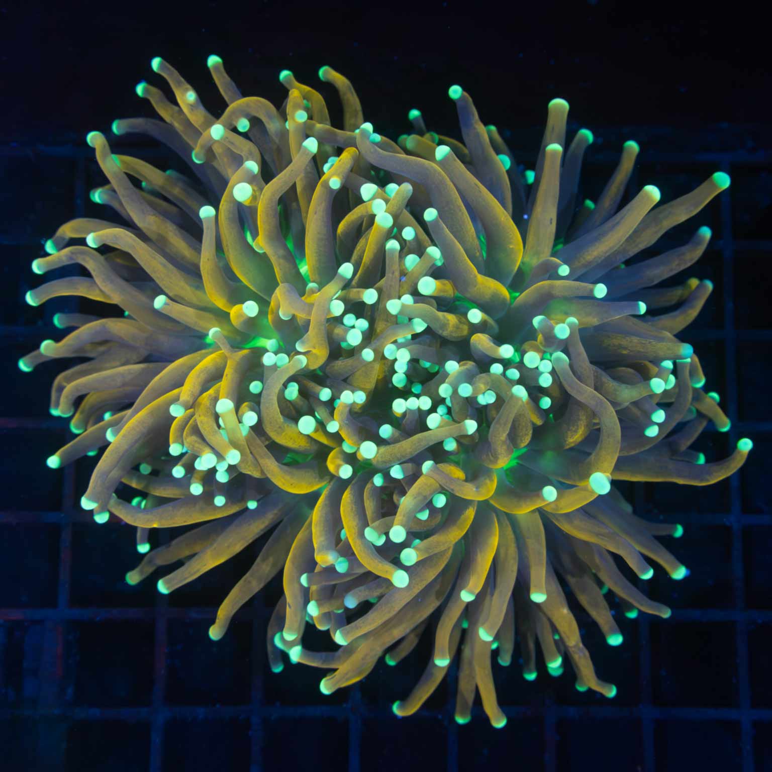 LPS Corals For Sale – Page 4 – Lucky Corals