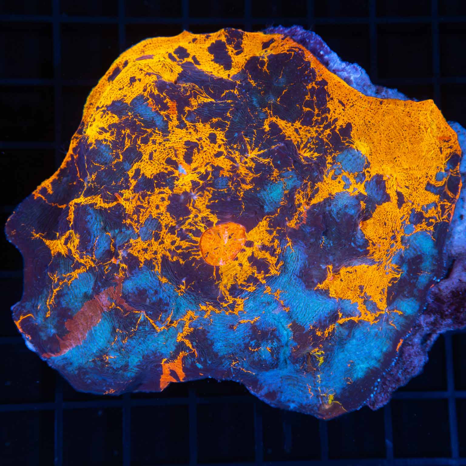 LPS Corals For Sale – Page 5 – Lucky Corals