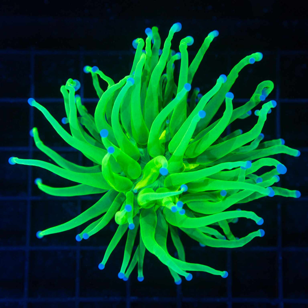 Torch Coral for Sale - Torch corals overnight delivery – Lucky Corals
