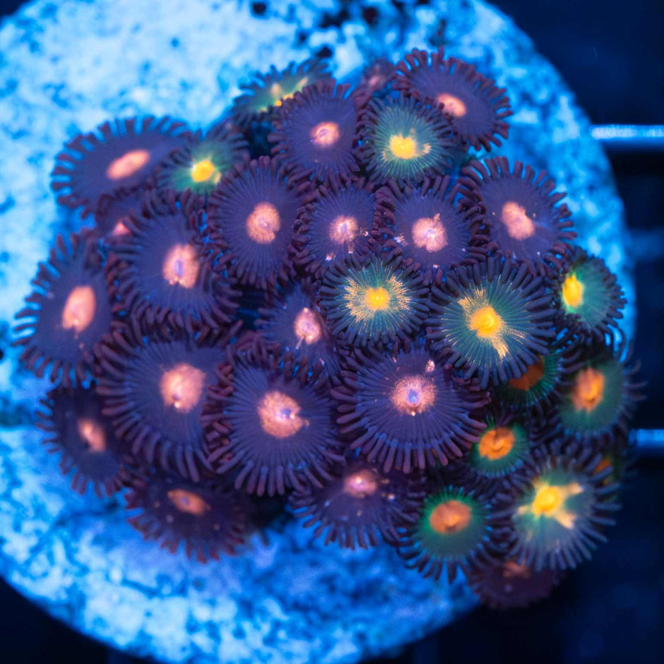 Zoa Corals For Sale - Overnight Shipping – Lucky Corals