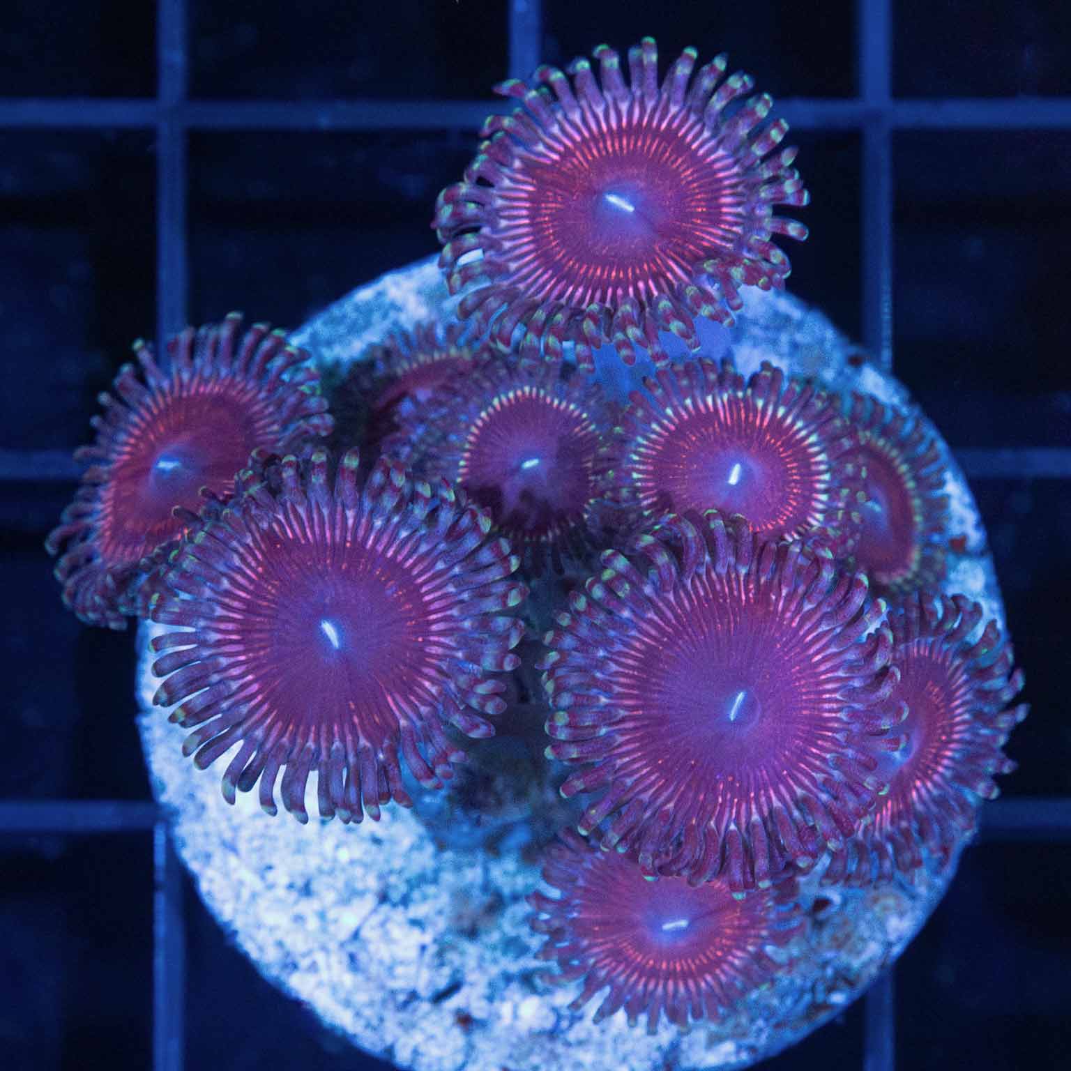 Zoa Corals For Sale - Overnight Shipping – Lucky Corals
