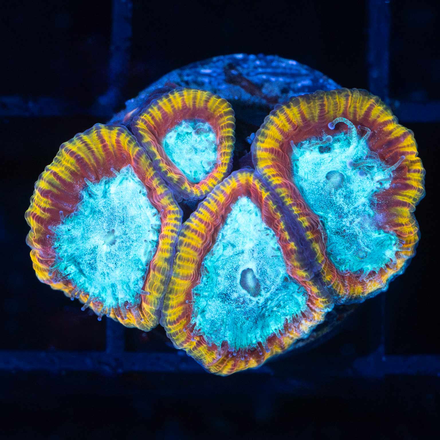 LPS Corals For Sale – Page 2 – Lucky Corals