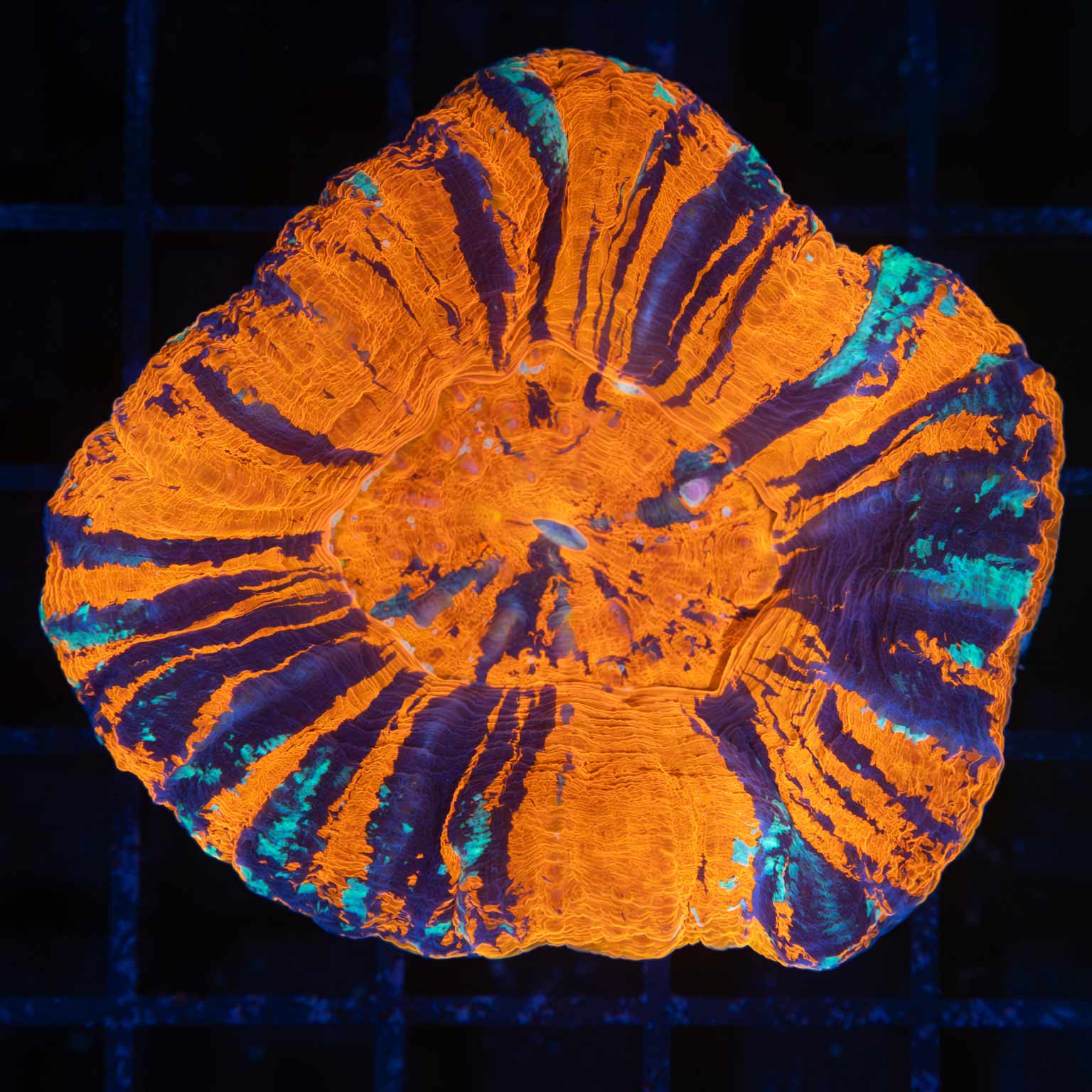 Scoly Coral (Scolymia) for sale – Lucky Corals