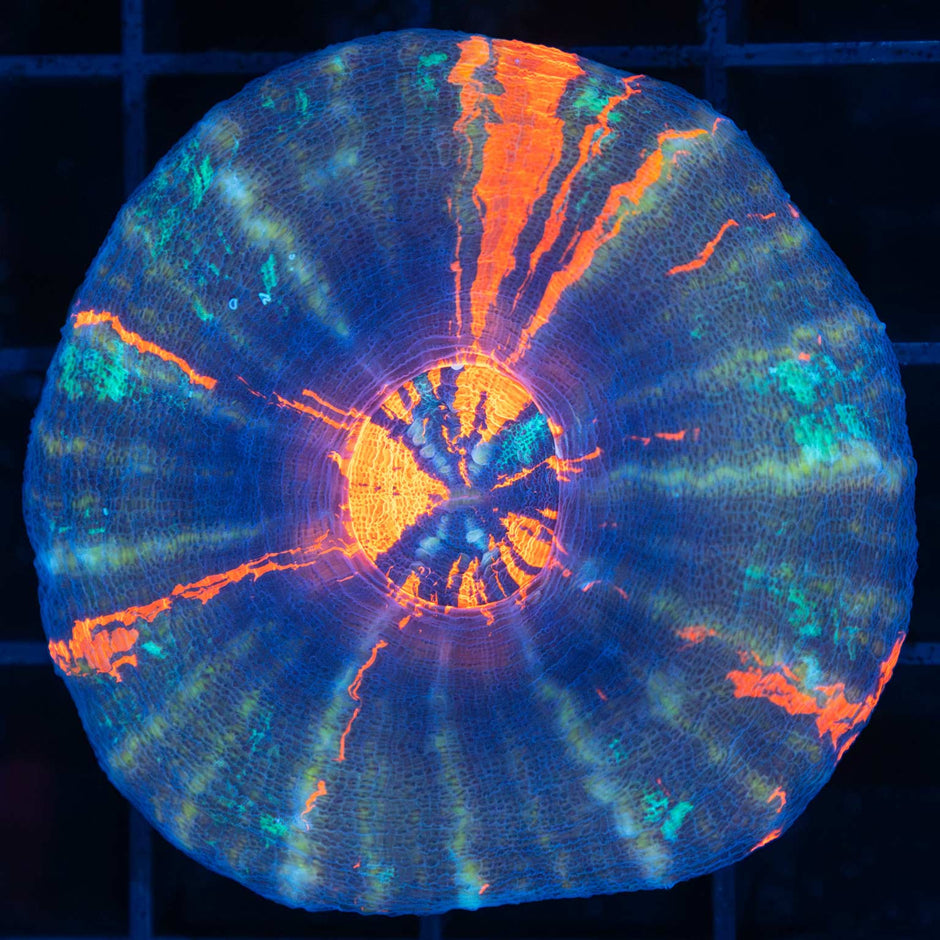 Scoly Coral (Scolymia) for sale – Lucky Corals