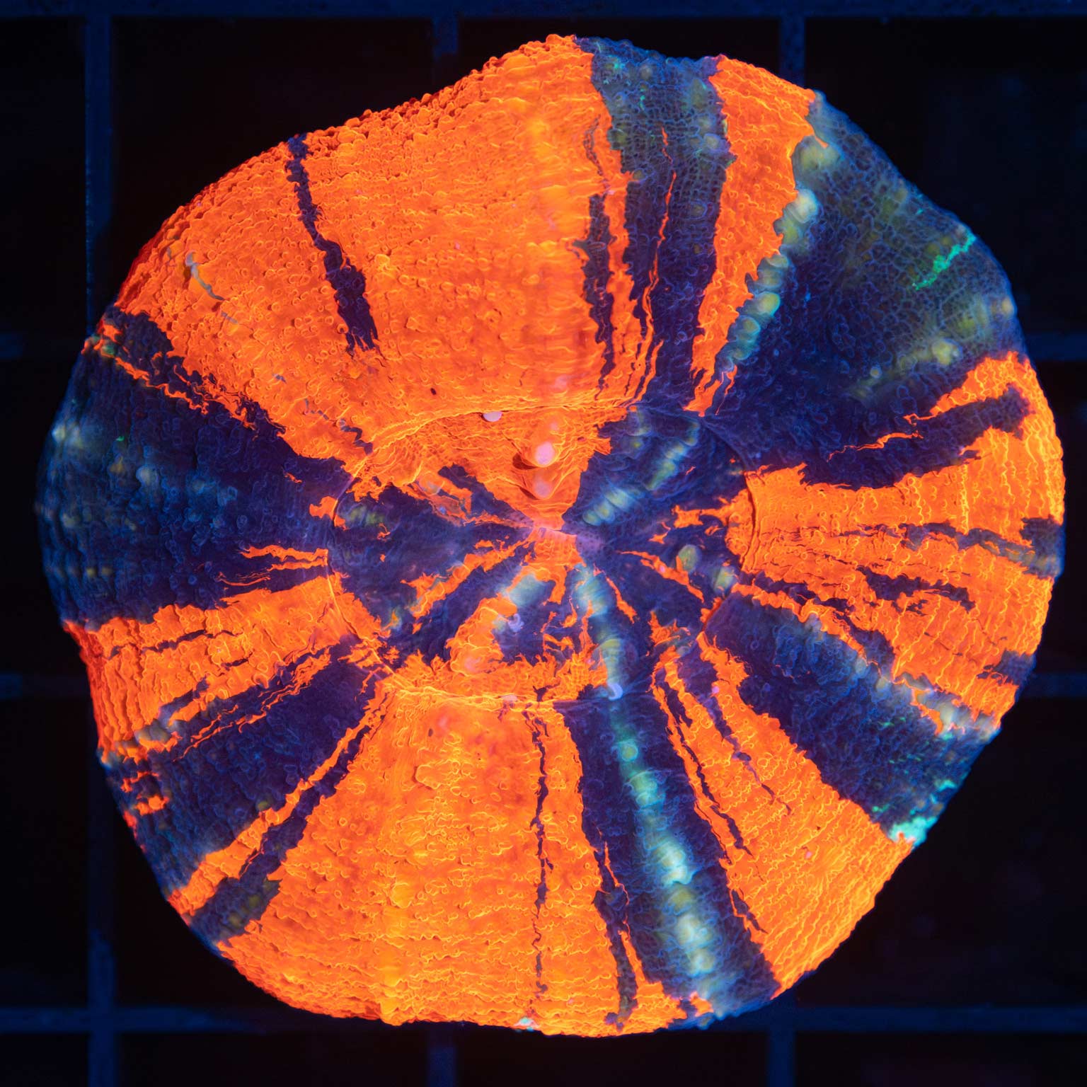 Scoly Coral (Scolymia) for sale – Lucky Corals