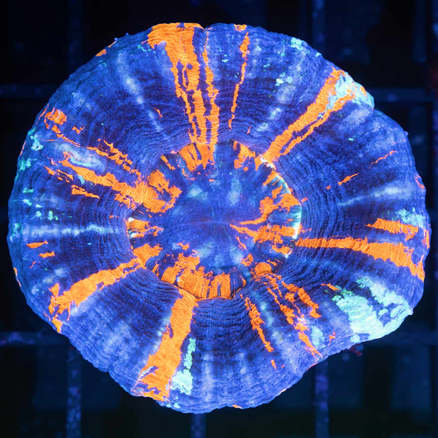 Scoly Coral (Scolymia) for sale – Lucky Corals