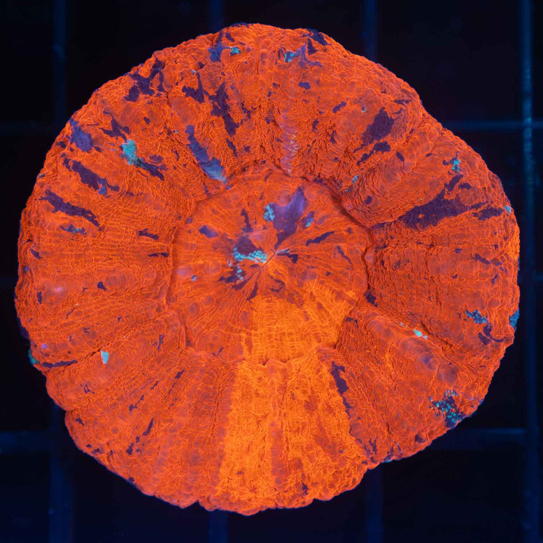 Scoly Coral (Scolymia) for sale – Lucky Corals