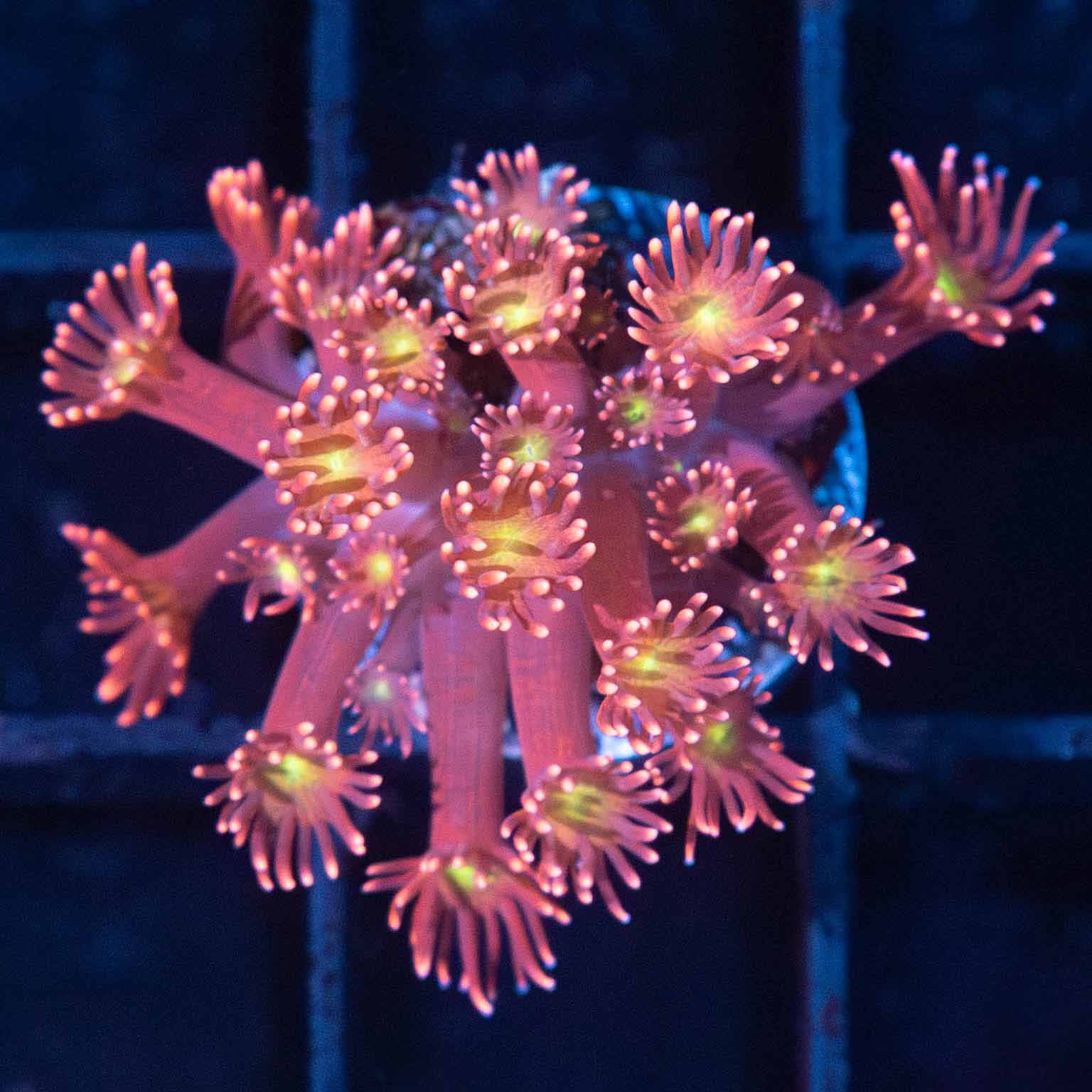 Goni Coral for sale (Goniopora) - Overnight Shipping – Lucky Corals