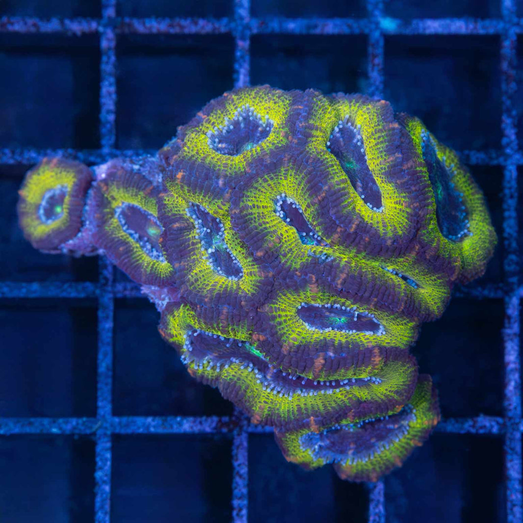 LPS Corals For Sale – Page 5 – Lucky Corals