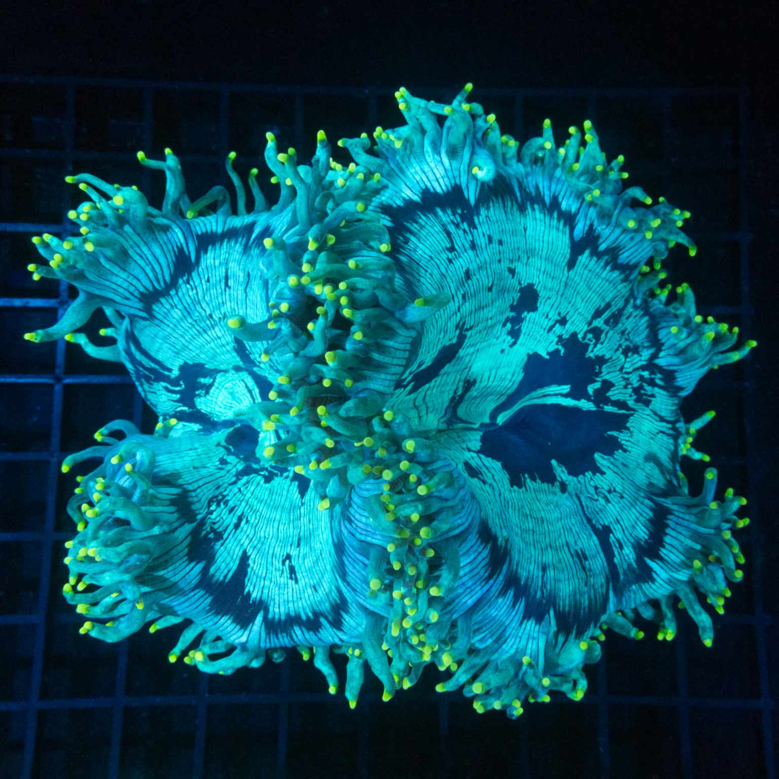 Large Yellow Tip Blue Elegance 6.5" – Lucky Corals