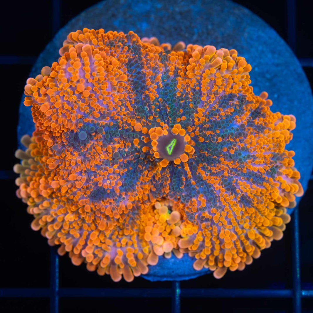 LPS Corals For Sale – Page 5 – Lucky Corals