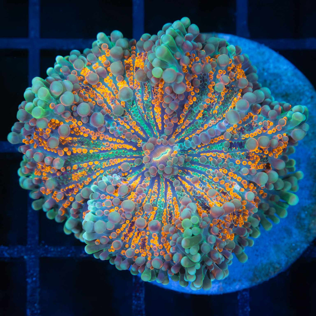 Mushroom Corals For Sale - Overnight Shipping – Lucky Corals